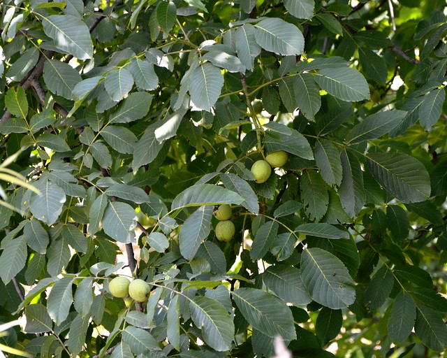 Authorities permit axing of walnut trees that pose threat to life ...