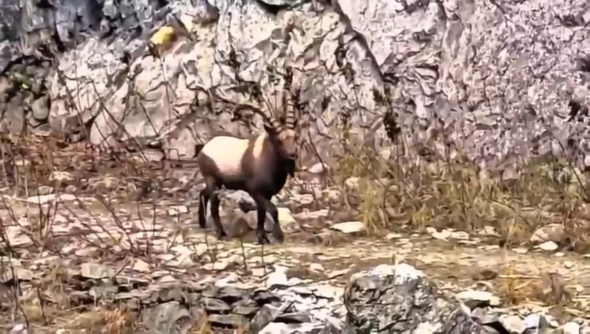 Himalayan Ibex Sighted in Gurez Valley | Kashmir Despatch
